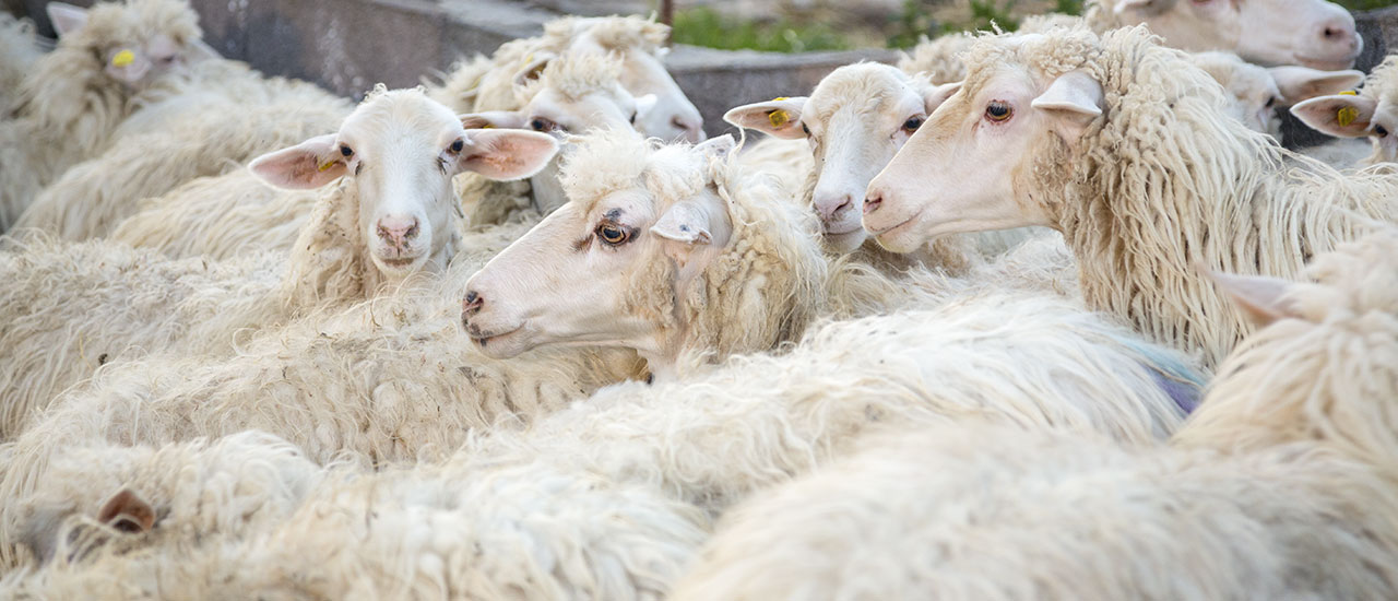 Latte di Pecora: la Linea dal Gusto Unico e Delicato | Fattorie Girau