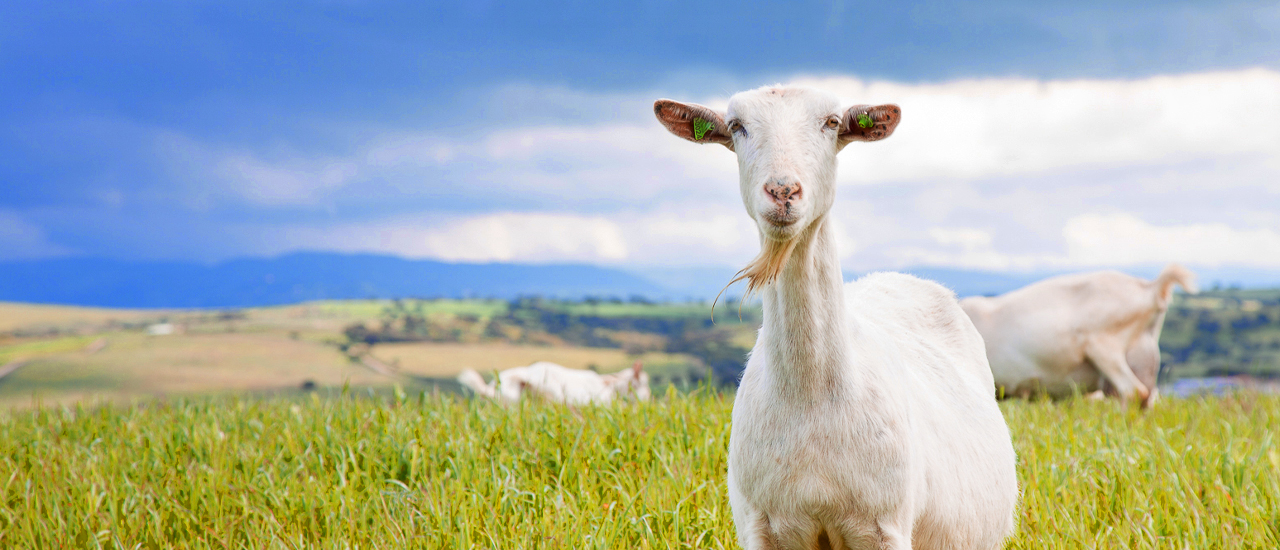 Filiera Corta: caratteristiche e vantaggi | Girau